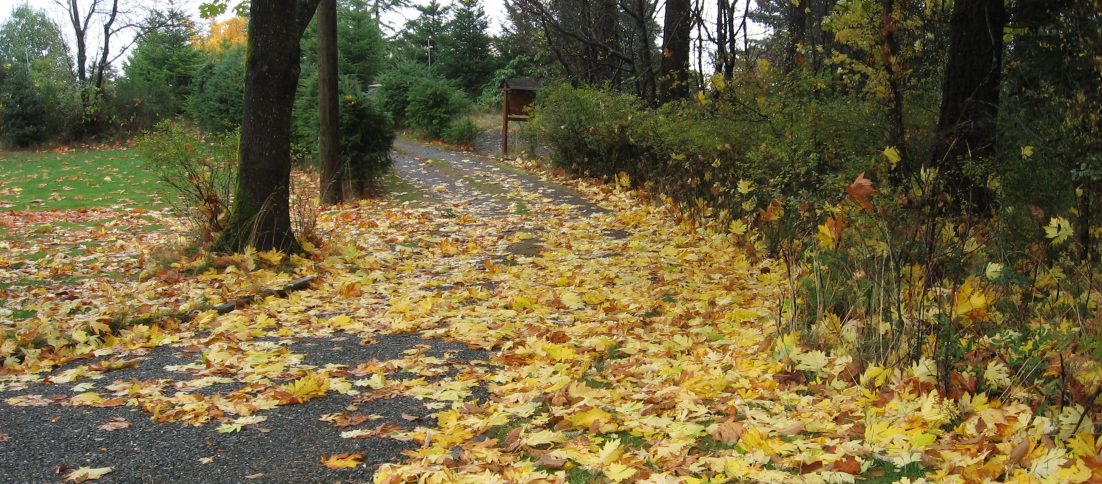 Jacqui Murray – Natural Selection | wordsfromanneli